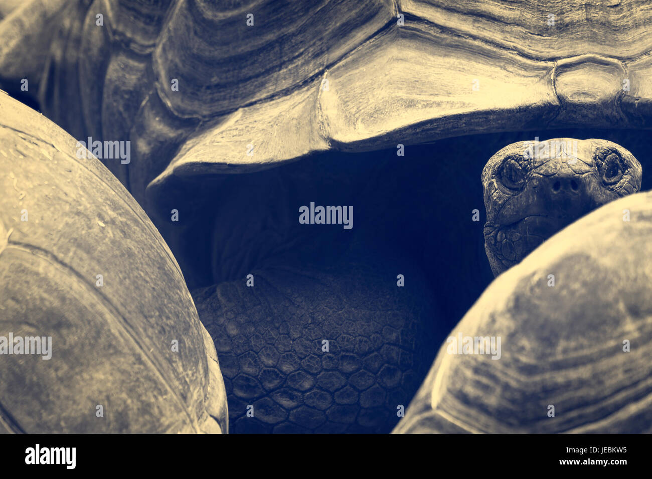 Morla turtle hi-res stock photography and images - Alamy