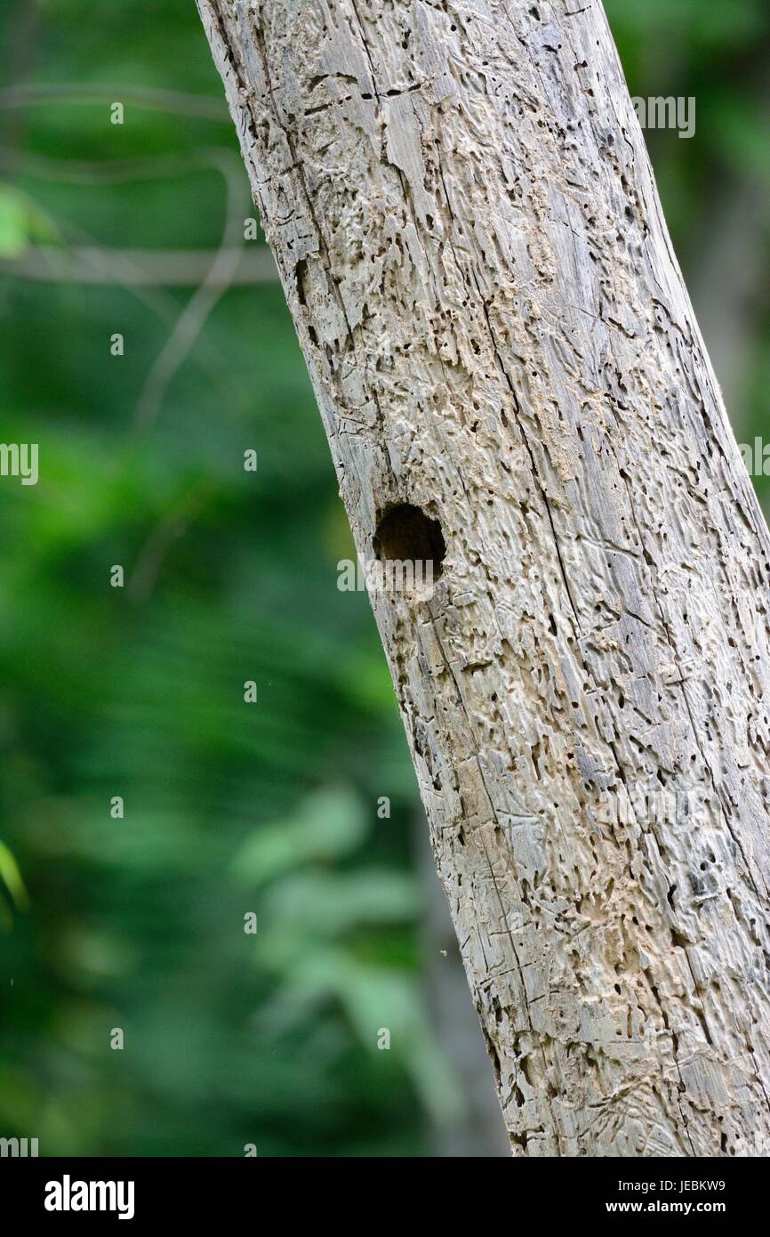 Lineated barbet hi-res stock photography and images - Alamy