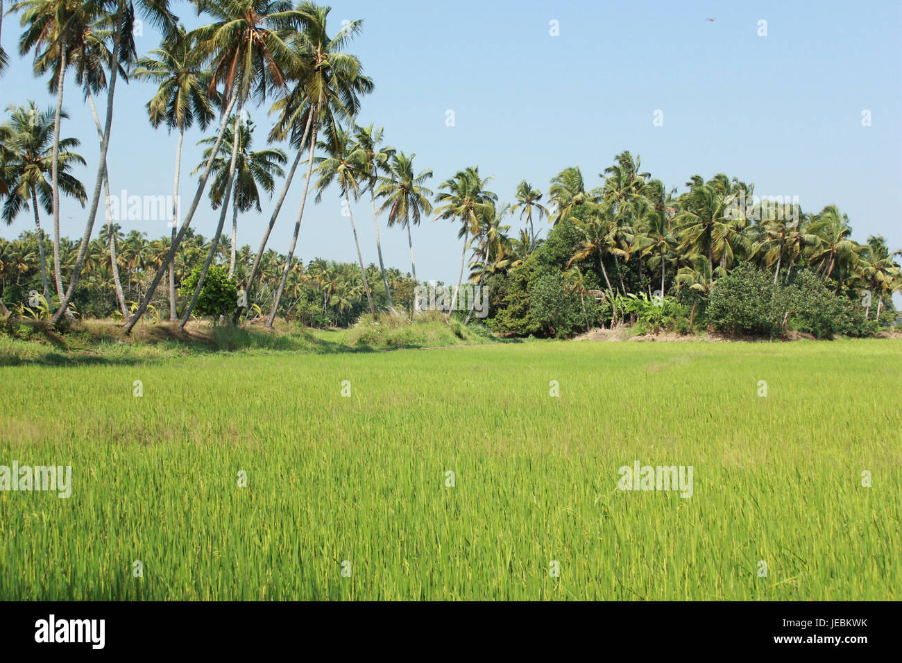Asian coconut tree hi-res stock photography and images - Alamy
