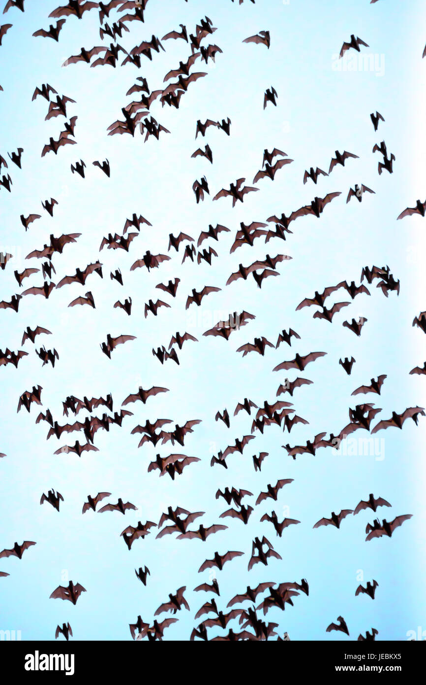 Hundreds of bats hi-res stock photography and images - Alamy