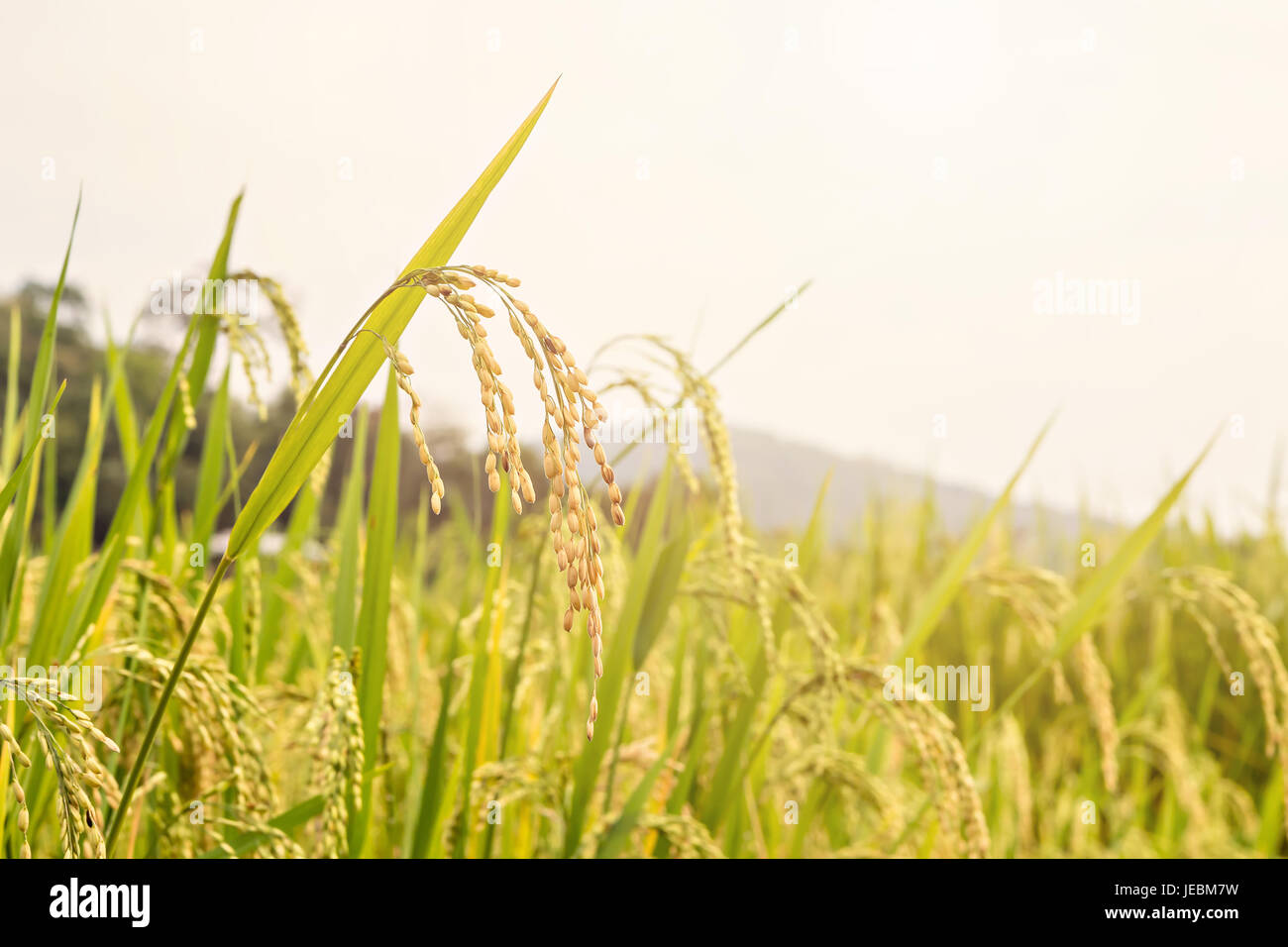 Close up of paddy rice seed Stock Photo - Alamy