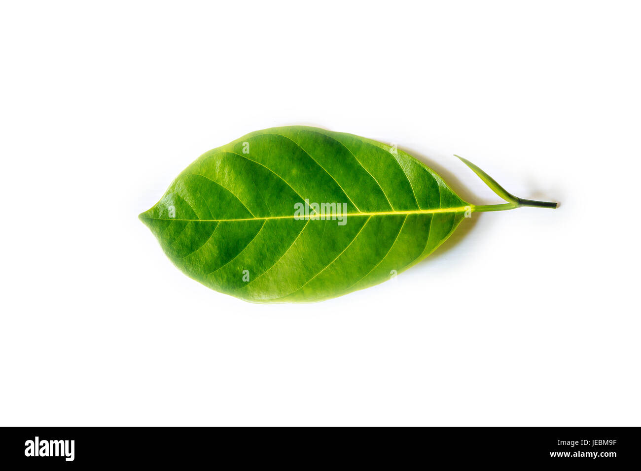 Jack fruit leaf isolated on white background Stock Photo - Alamy