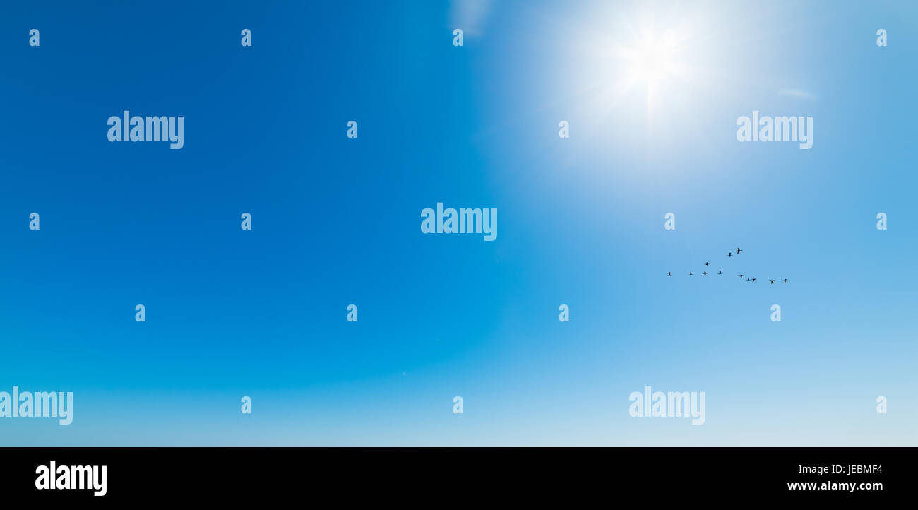 Birds flying in V formation under a shining sun Stock Photo - Alamy