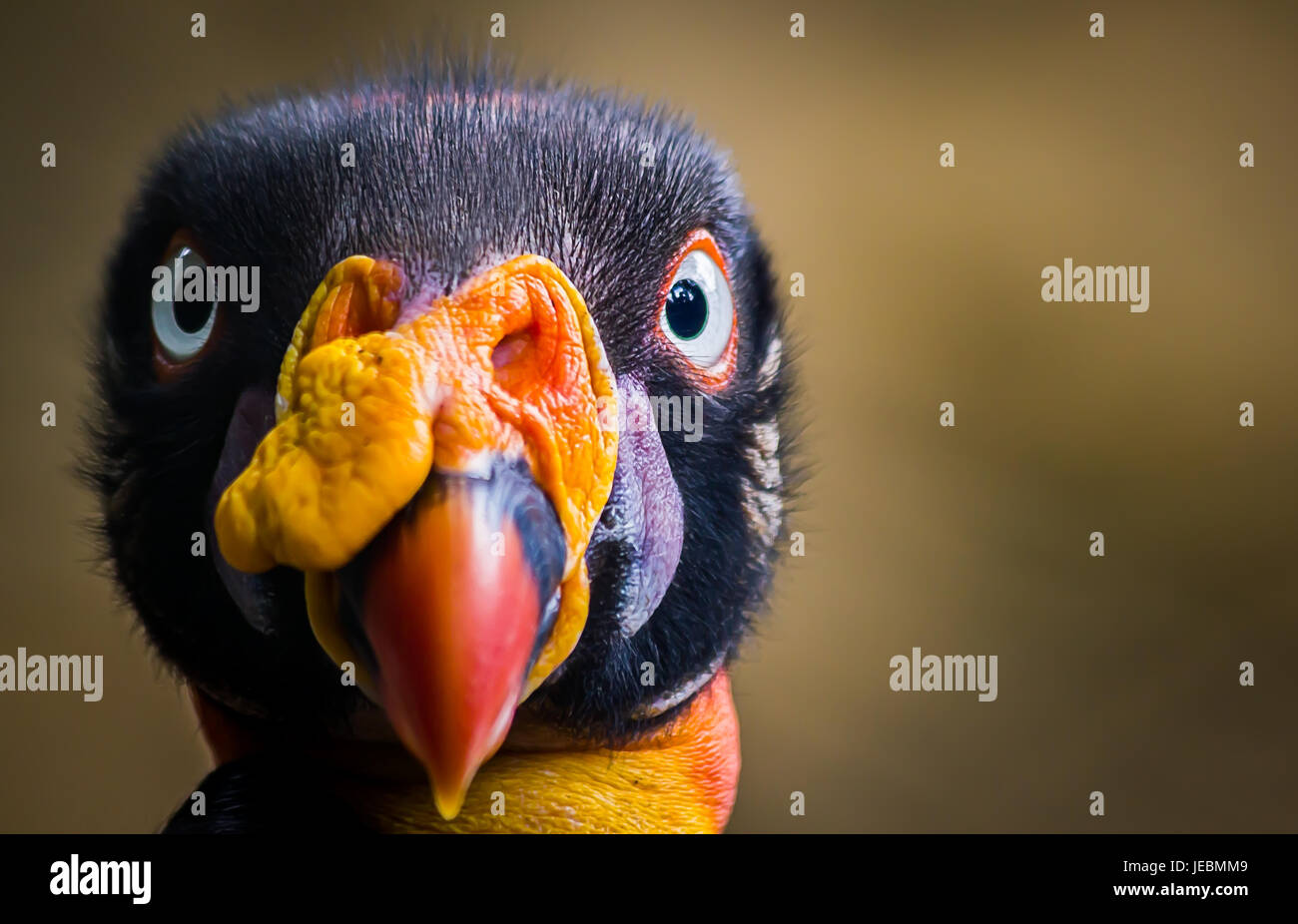 closeup of a very colorful king vulture and stare Stock Photo - Alamy