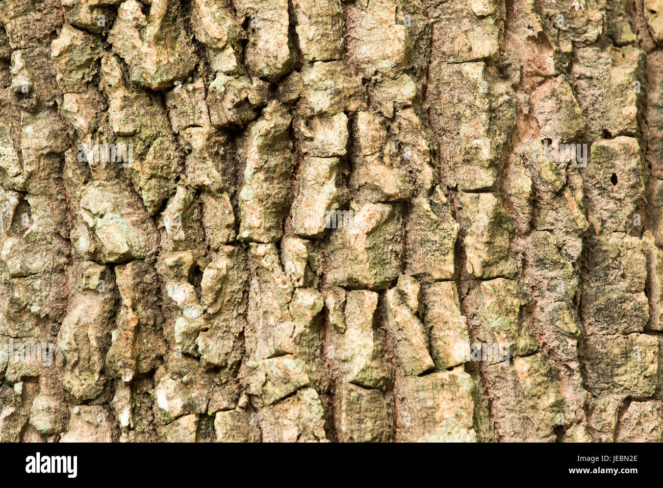 Bark surface or texture background Stock Photo - Alamy