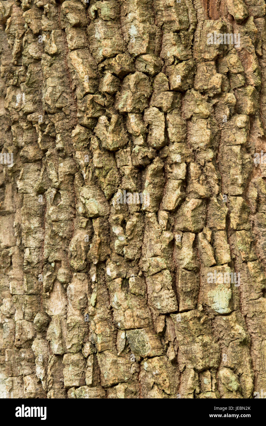 Bark surface or texture background Stock Photo - Alamy