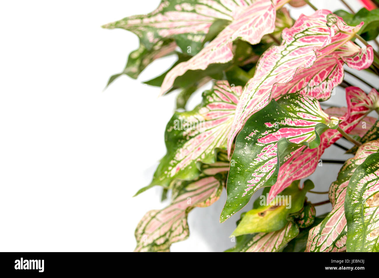 Multicolour leaf on white background Stock Photo - Alamy
