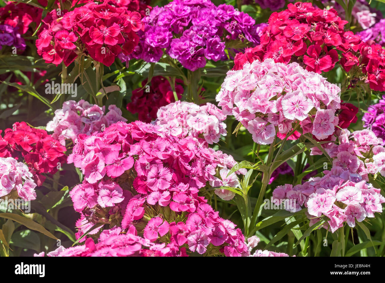 Overall view of the group of Summer flowering Sweet William (Dianthus ...