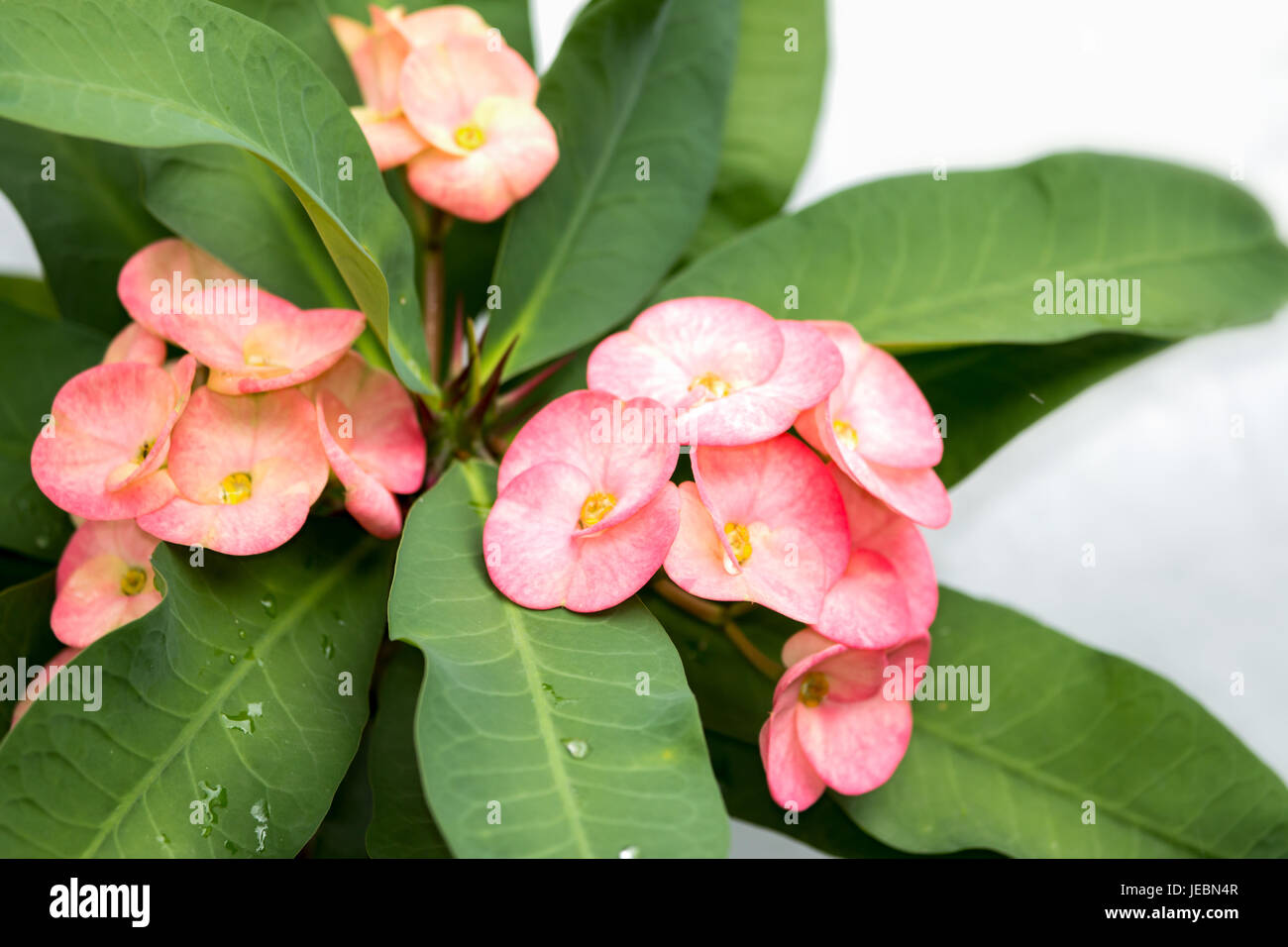 Christ thorn flower hi-res stock photography and images - Alamy