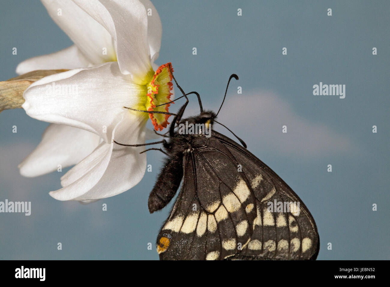 Indra Swallowtail butterfly, Papilio indra, nectaring on a Pheasant's ...