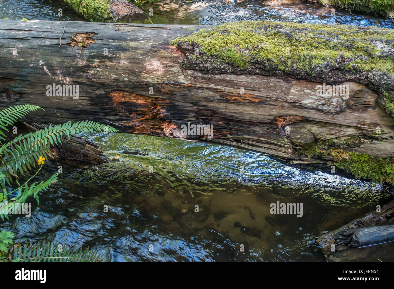 A view of decaying tree in a Pacific Northwest stream Stock Photo - Alamy