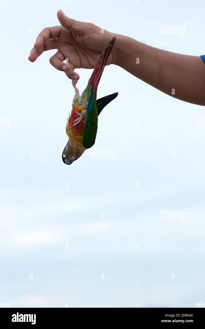Parrot on hand background nature in the evening Stock Photo - Alamy