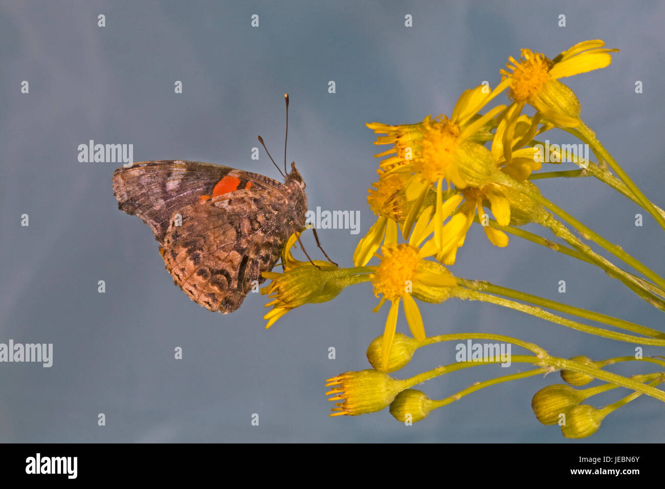 A Red Admirable, or Red Admiral, butterfly, Vanessa Atalanta, searching ...