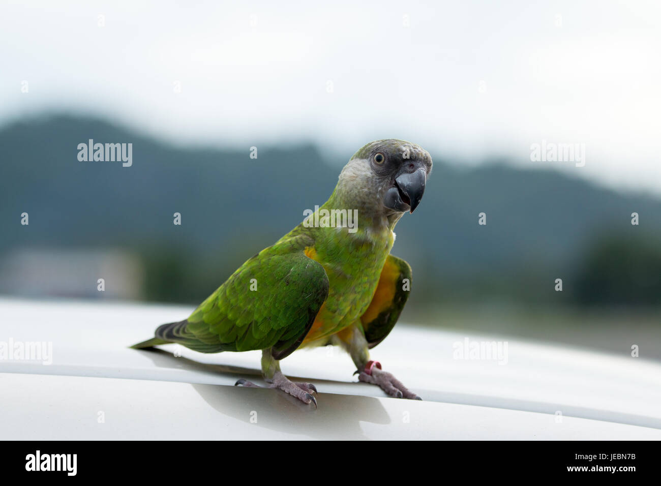 Sun conure Parrot on nature background in the evening Stock Photo - Alamy
