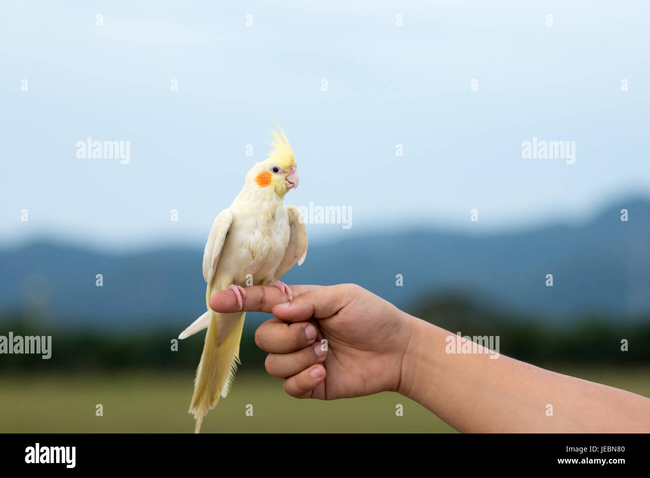 Parrot on hand background nature in the evening Stock Photo - Alamy