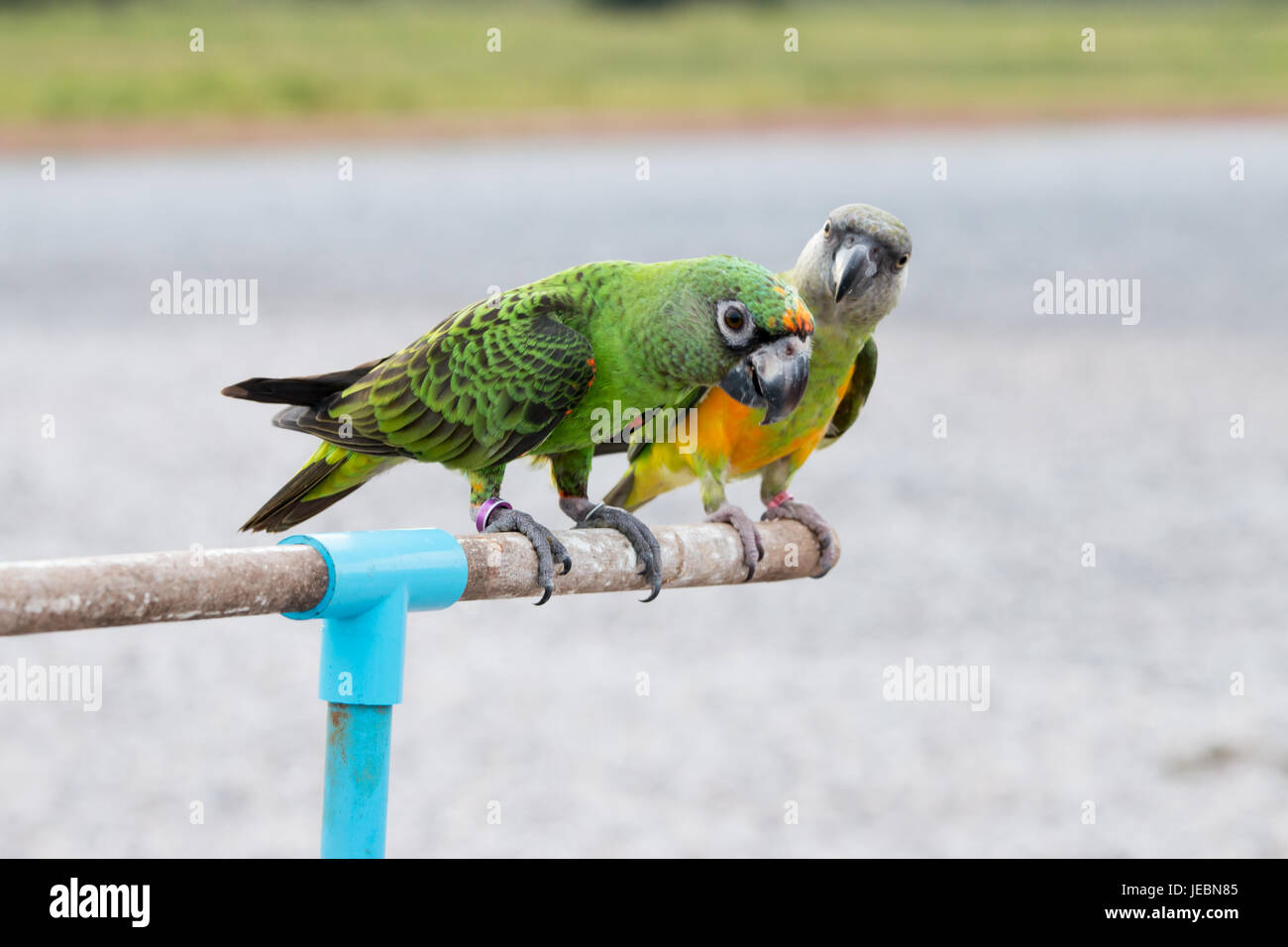 Parrot on a perch on wooden background nature in the evening Stock ...