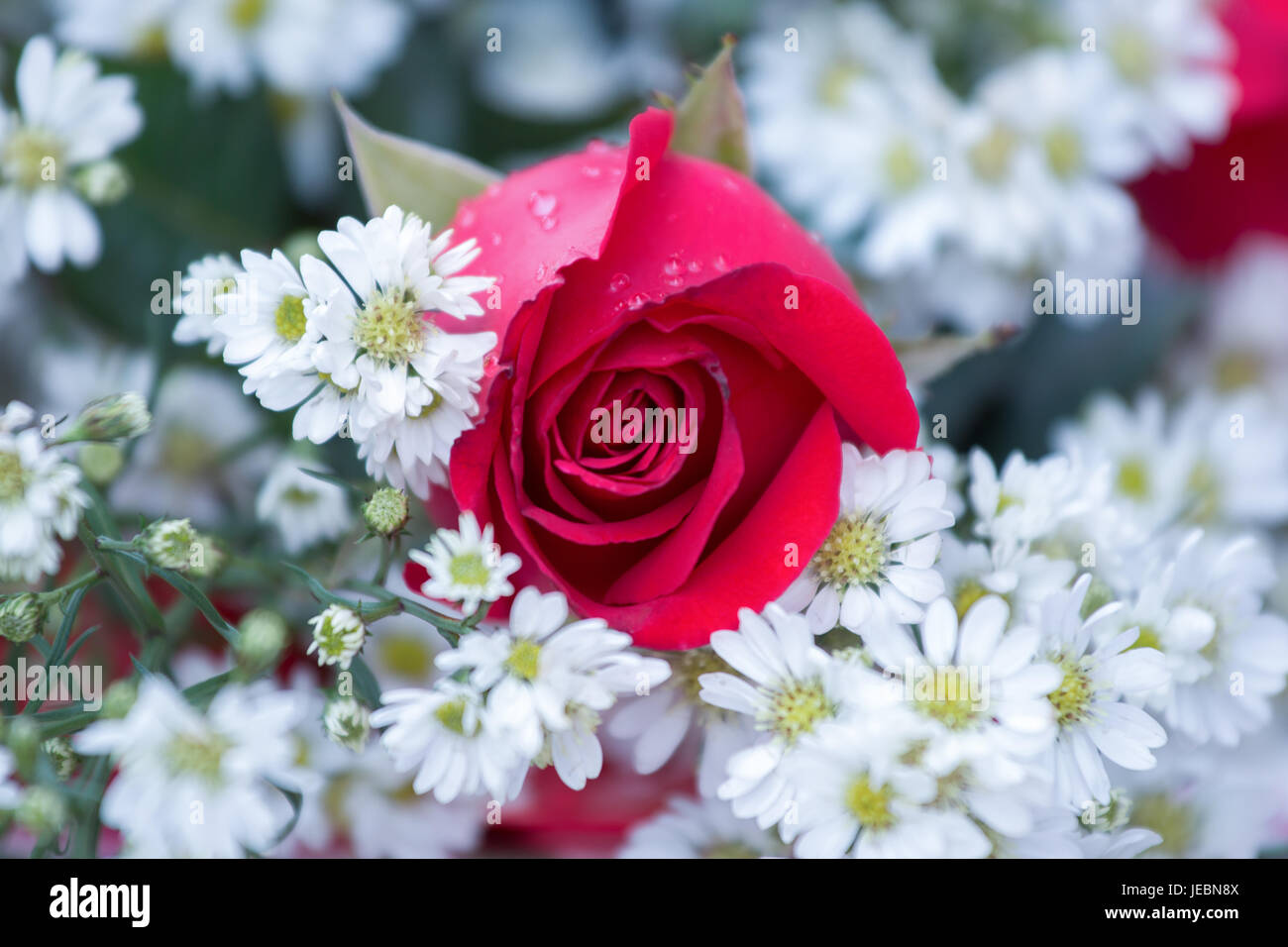 Blur and soft focus red roses and flower background Stock Photo - Alamy