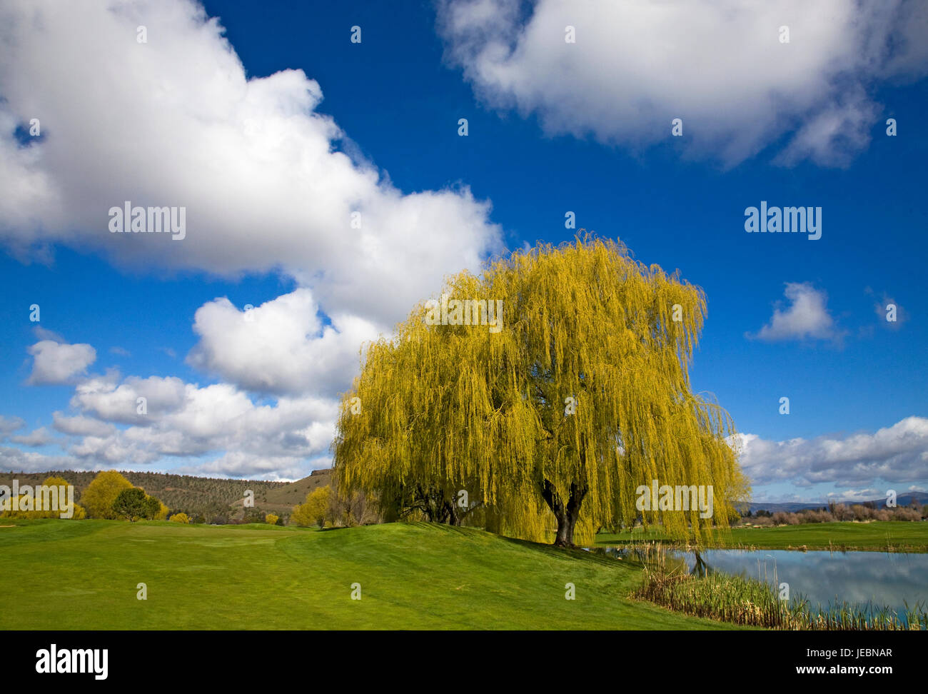 Weeping Willow Tree And Water Stock Photos & Weeping Willow Tree And ...