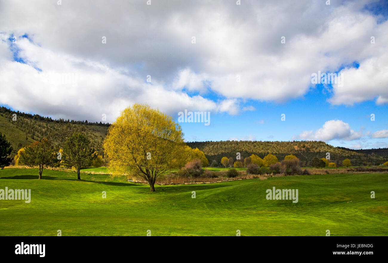 A large weeping willow tree on a grassy lawn on an early spring day ...