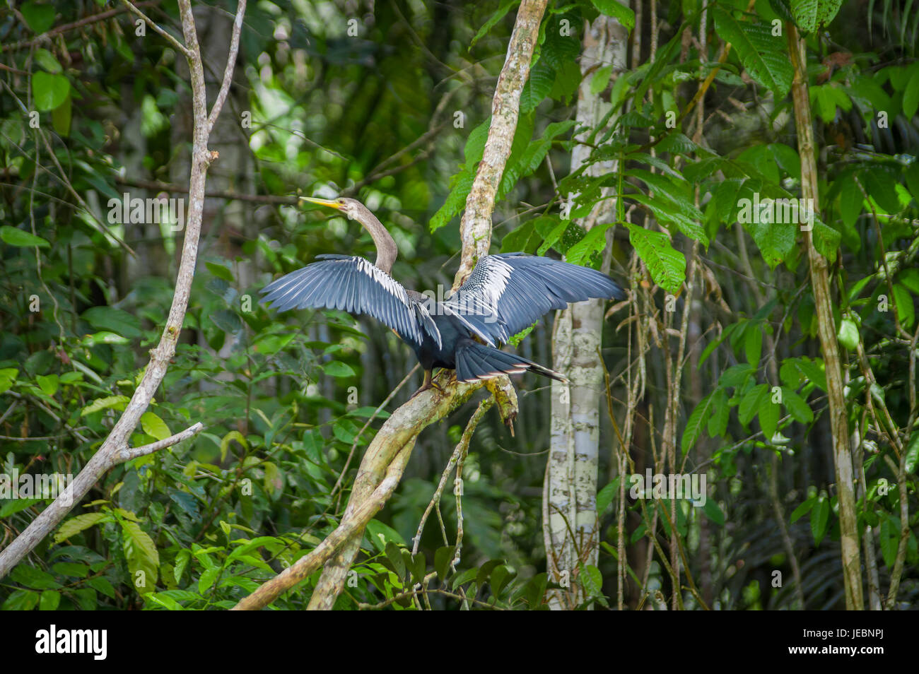 Anhinga or snakebird sittting over a branch, inside of the amazon ...