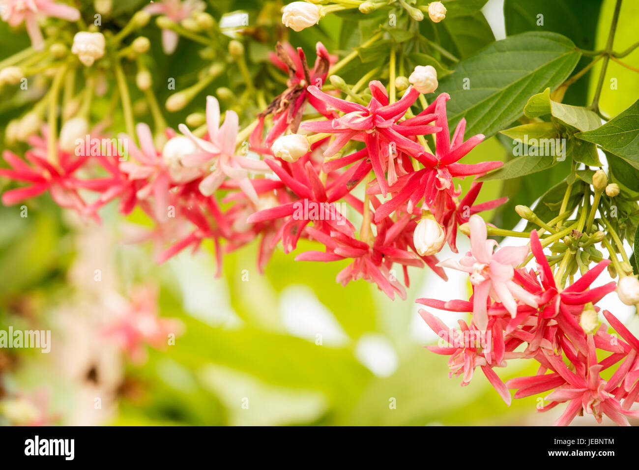 Chinese Honeysuckle Stock Photos & Chinese Honeysuckle Stock Images - Alamy