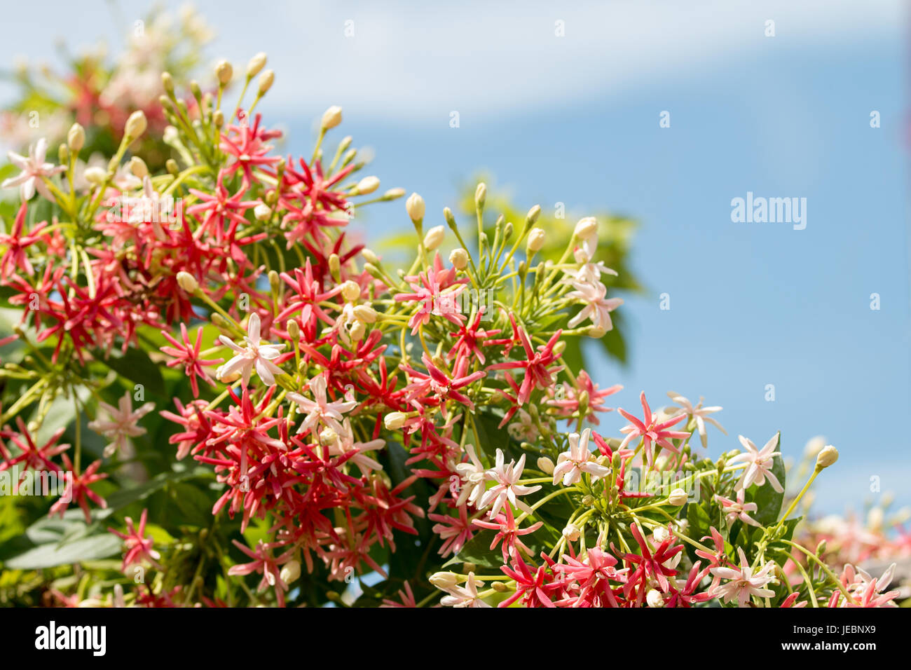 Quisqualis Indica flower plant , Chinese honeysuckle, Rangoon Creeper ...