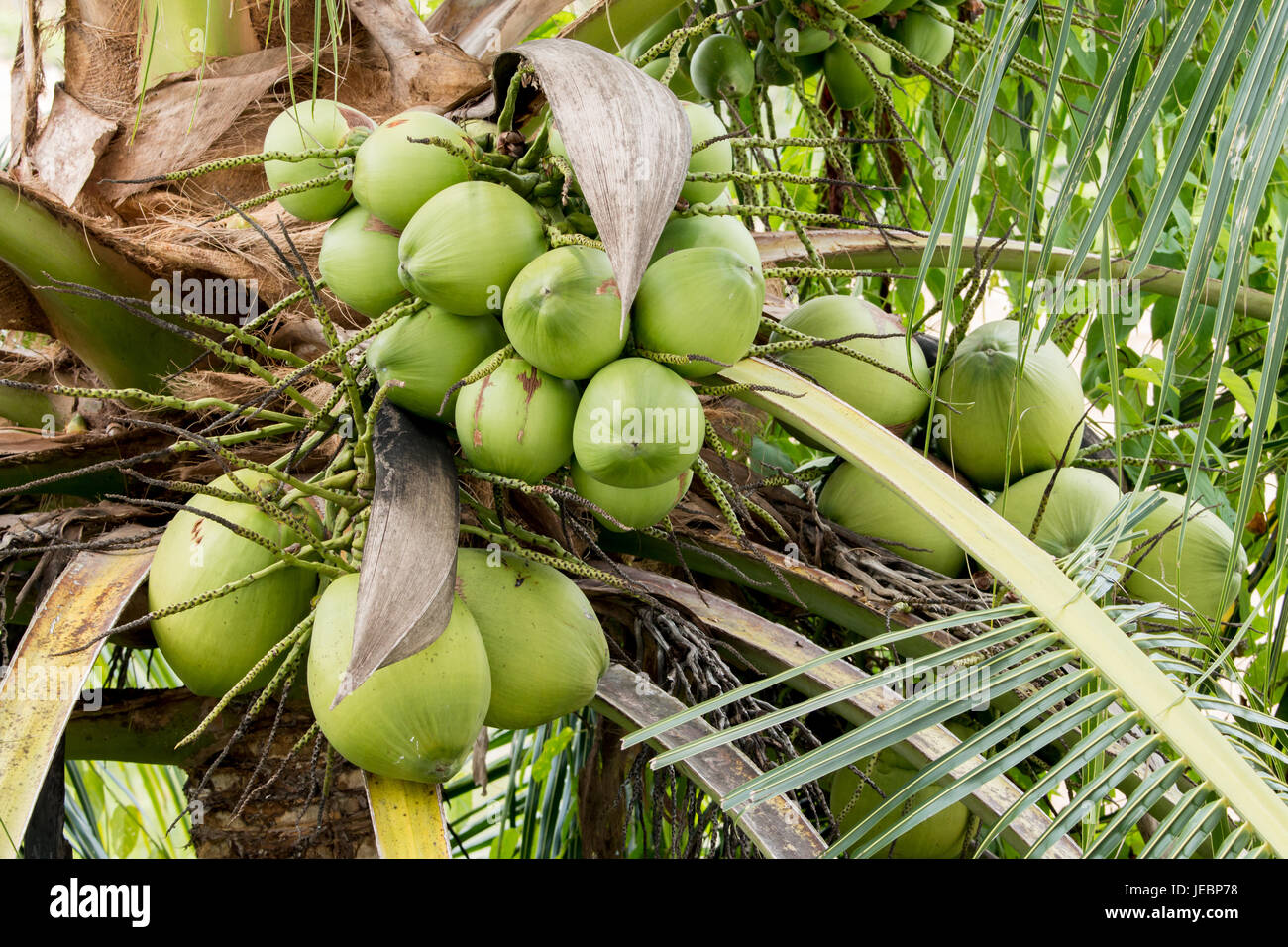 group of green coconut fruit on tree Stock Photo - Alamy