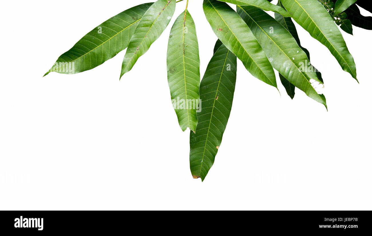 Mango leaf on white background Stock Photo - Alamy