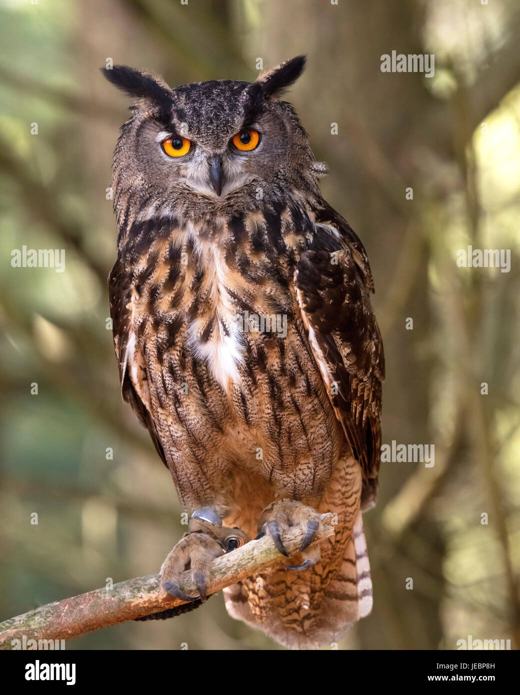 Indonesian or Turkmenian Eagle Owl Stock Photo - Alamy