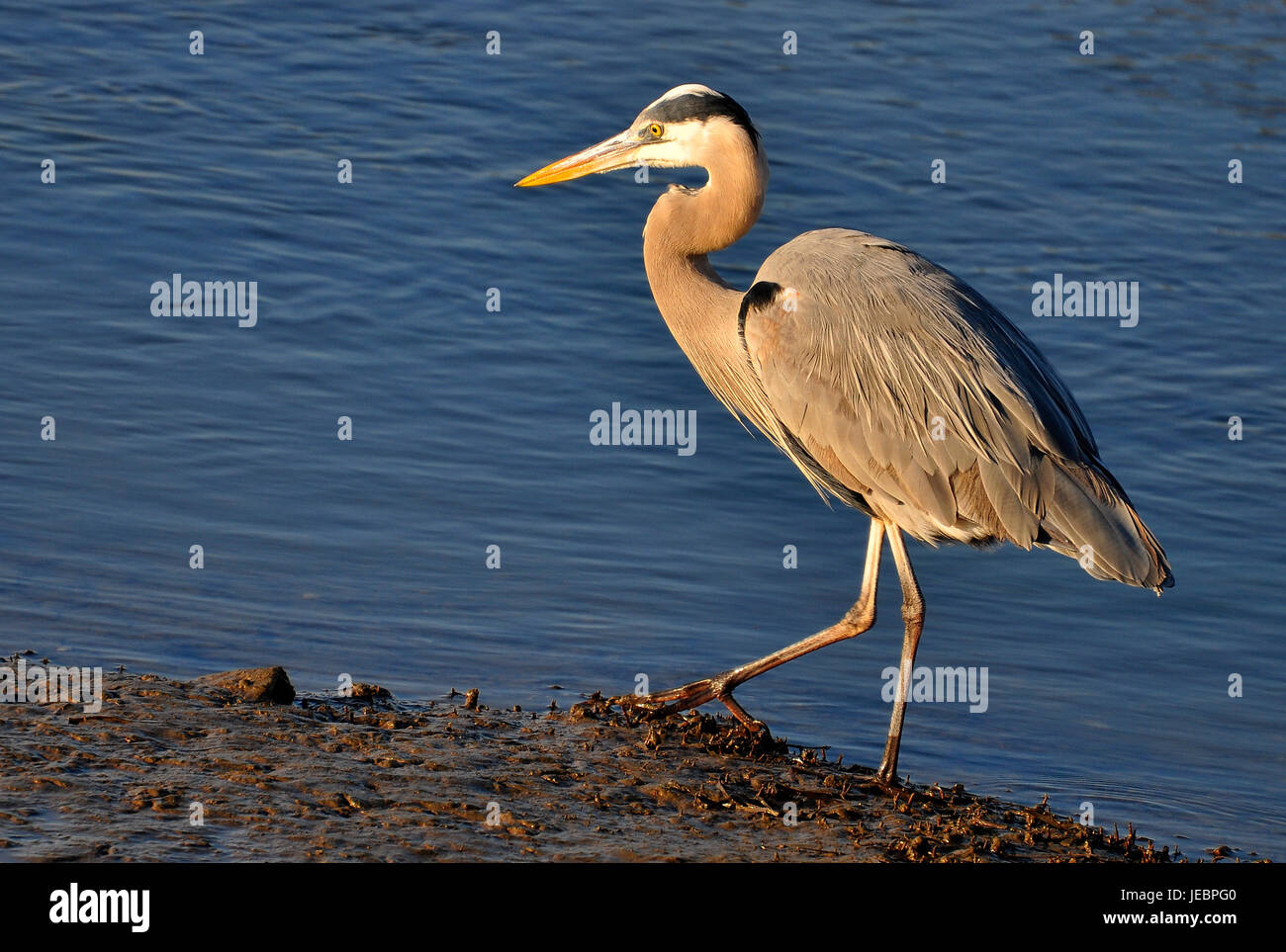 Bittern like bird hi-res stock photography and images - Alamy