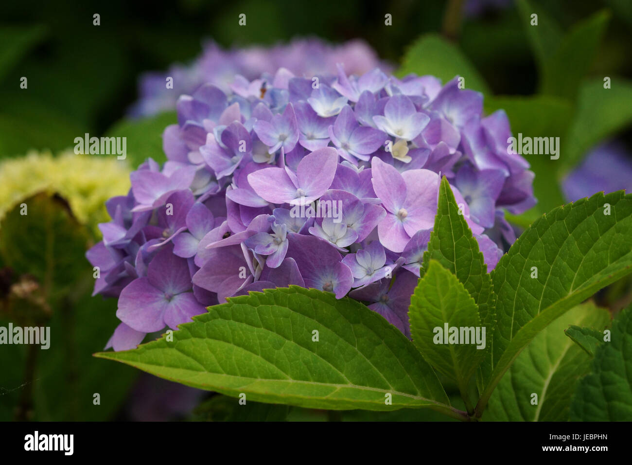 Penny mac, Hydrangea macrophylla Stock Photo - Alamy