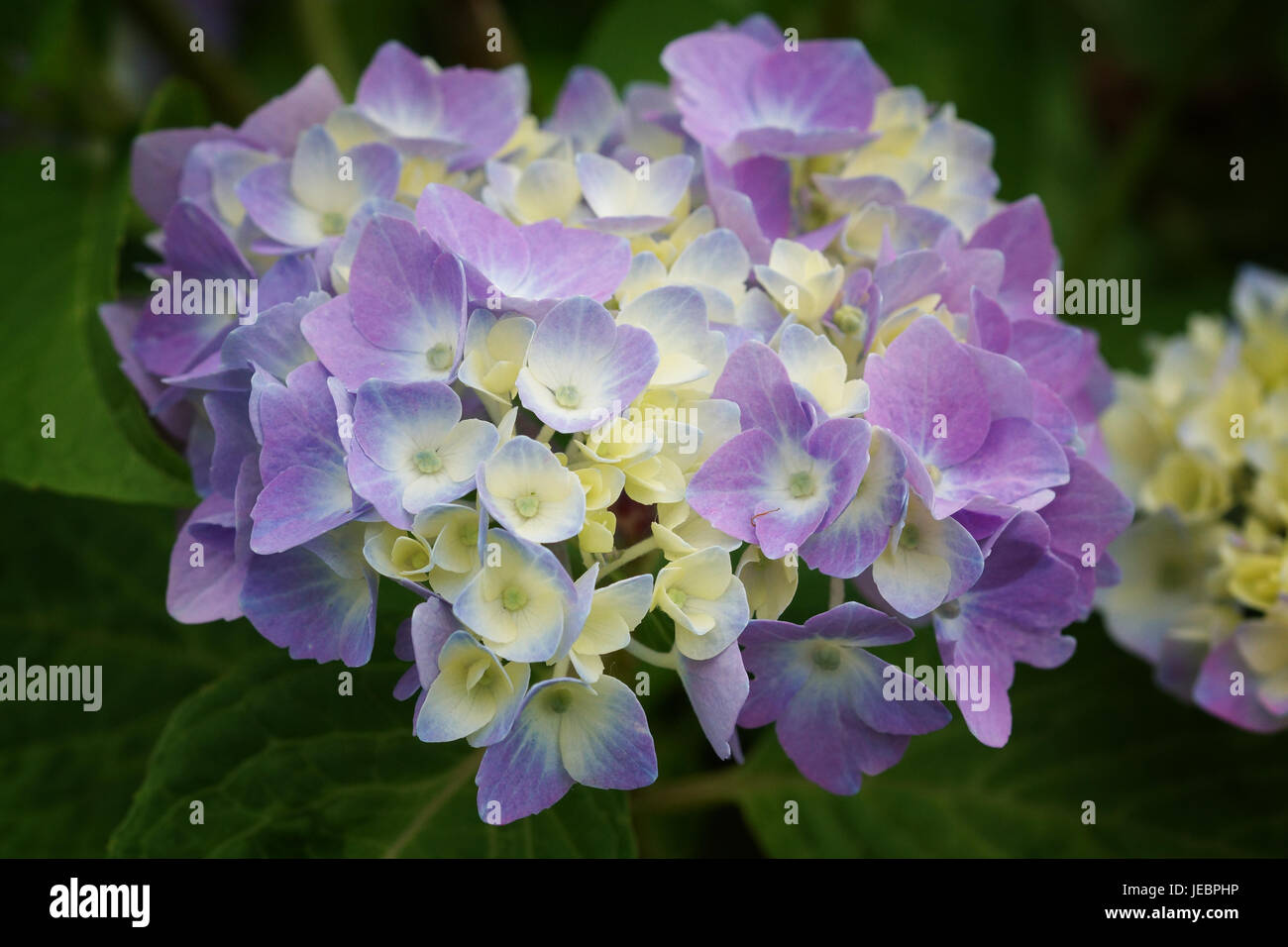 Penny mac, Hydrangea macrophylla Stock Photo - Alamy