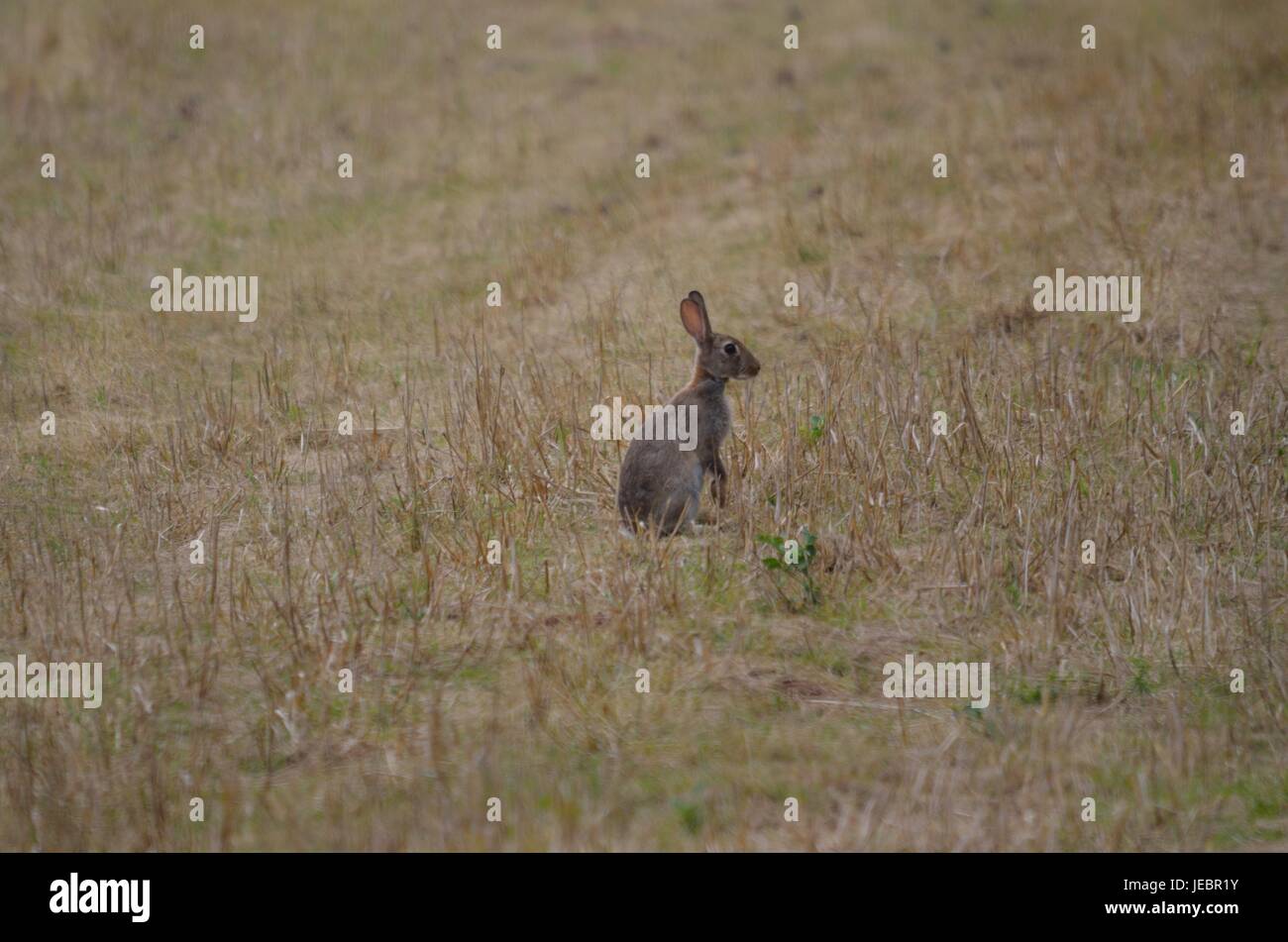 Single Rabbit sitting in a field of stubble Stock Photo - Alamy