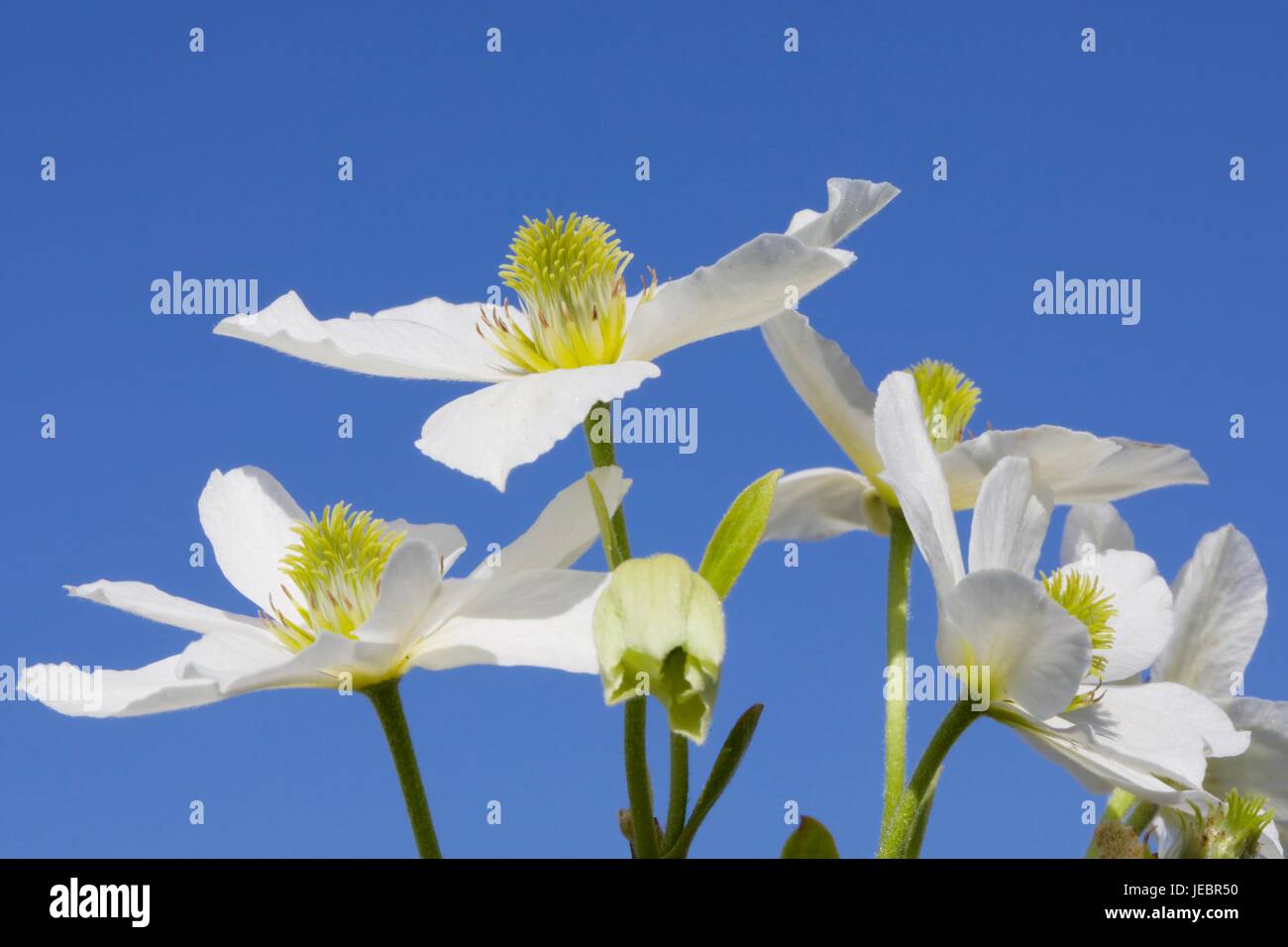 Clematis bell shaped flower hi-res stock photography and images - Alamy