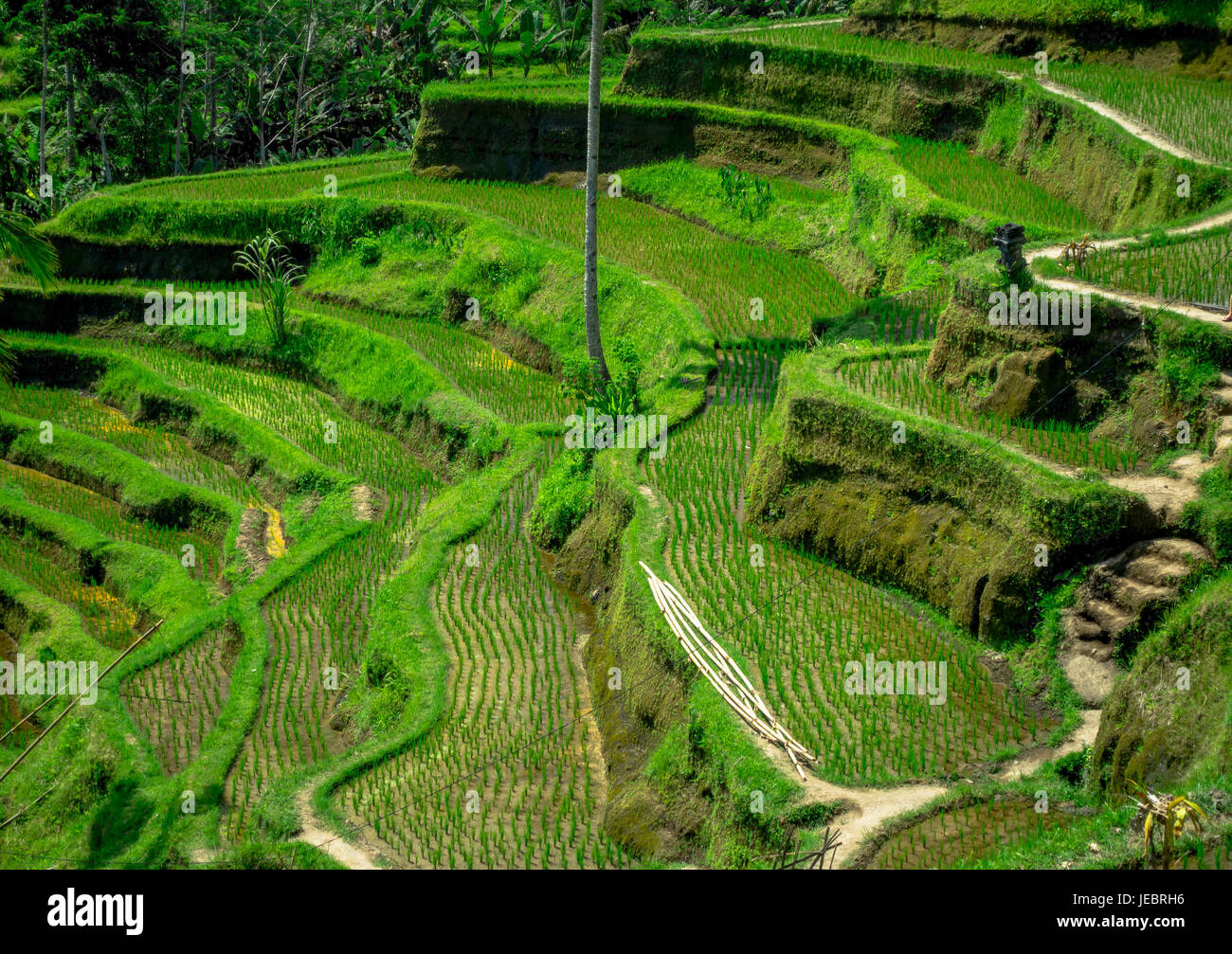 The most dramatic and spectacular rice terraces in Bali can be seen ...
