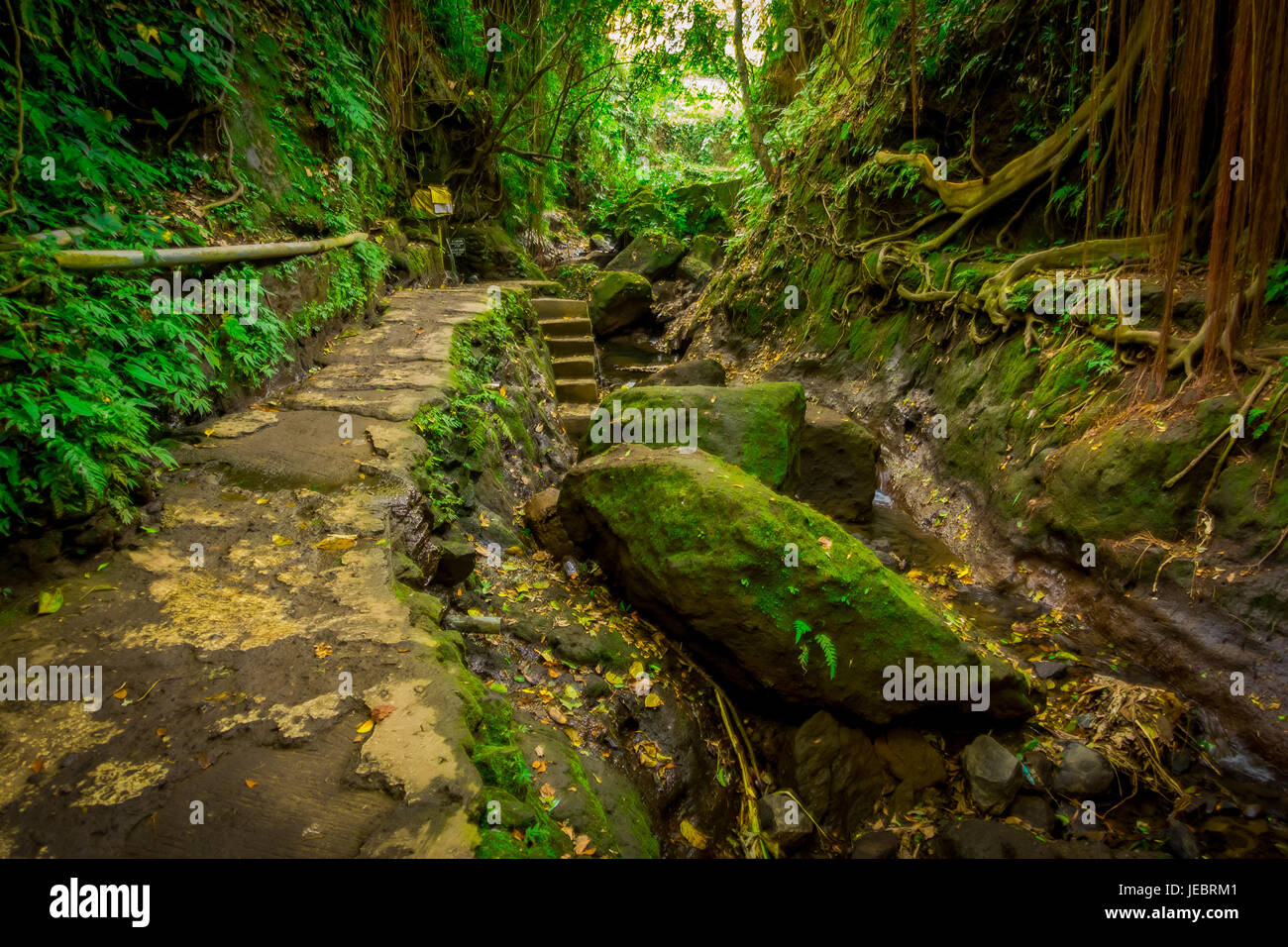 Stoned path inside of the Monkey Forest Sanctuary, a nature reserve and ...