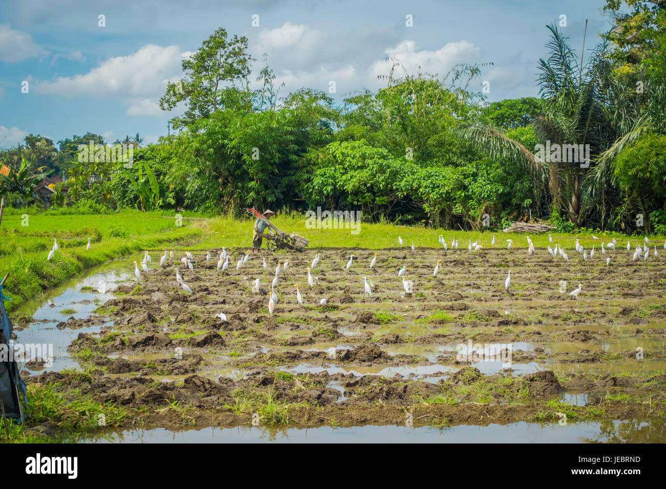 Some herons eating small animals in green rice field, rice in water on ...