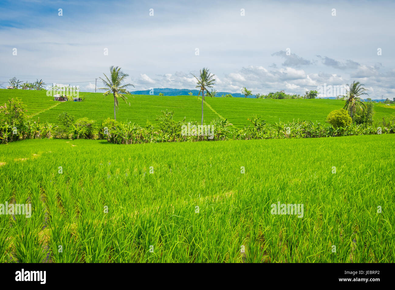 Govithana hi-res stock photography and images - Alamy
