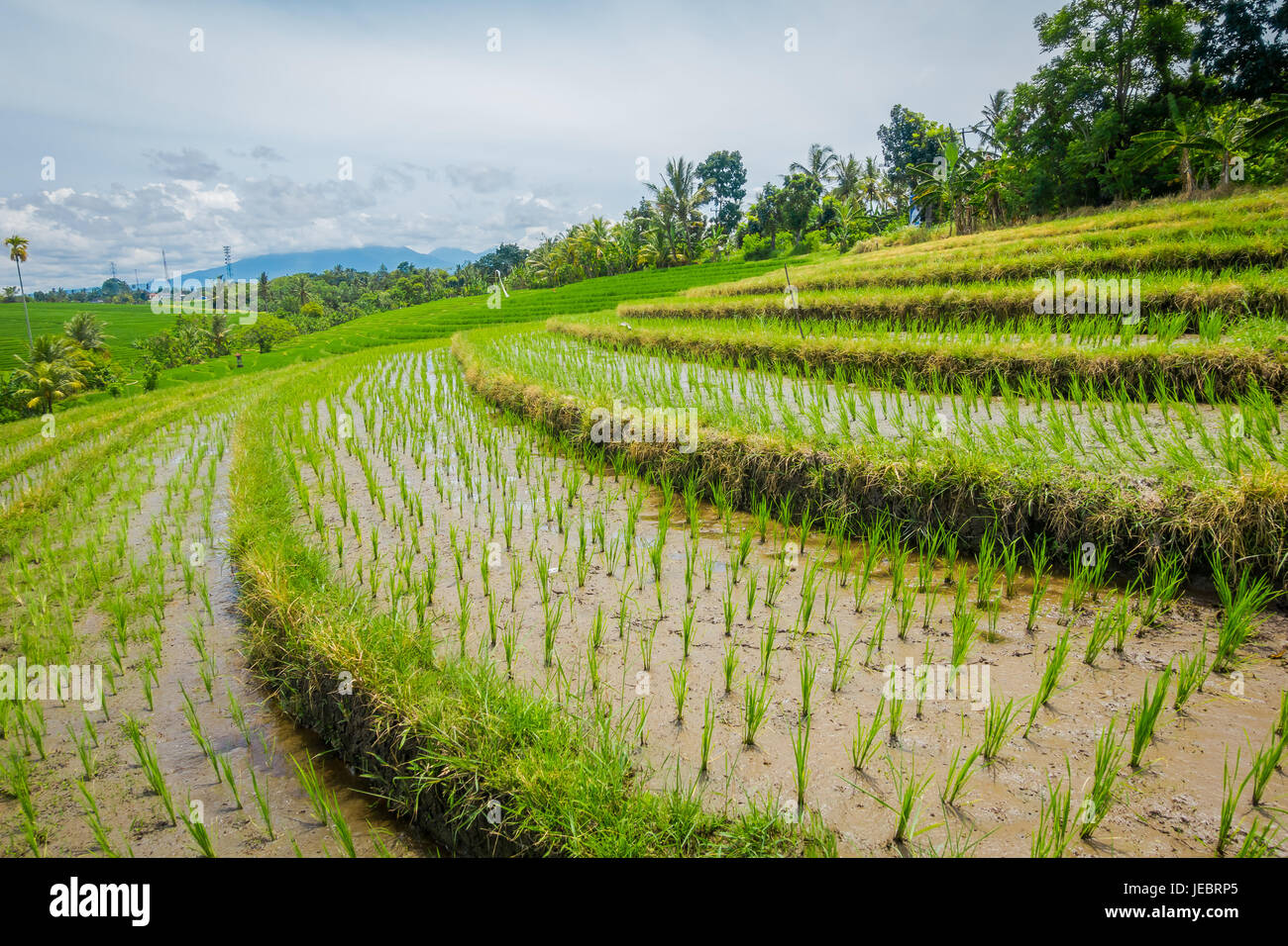 Beautiful green rice terraces with small rice plants growing, near ...