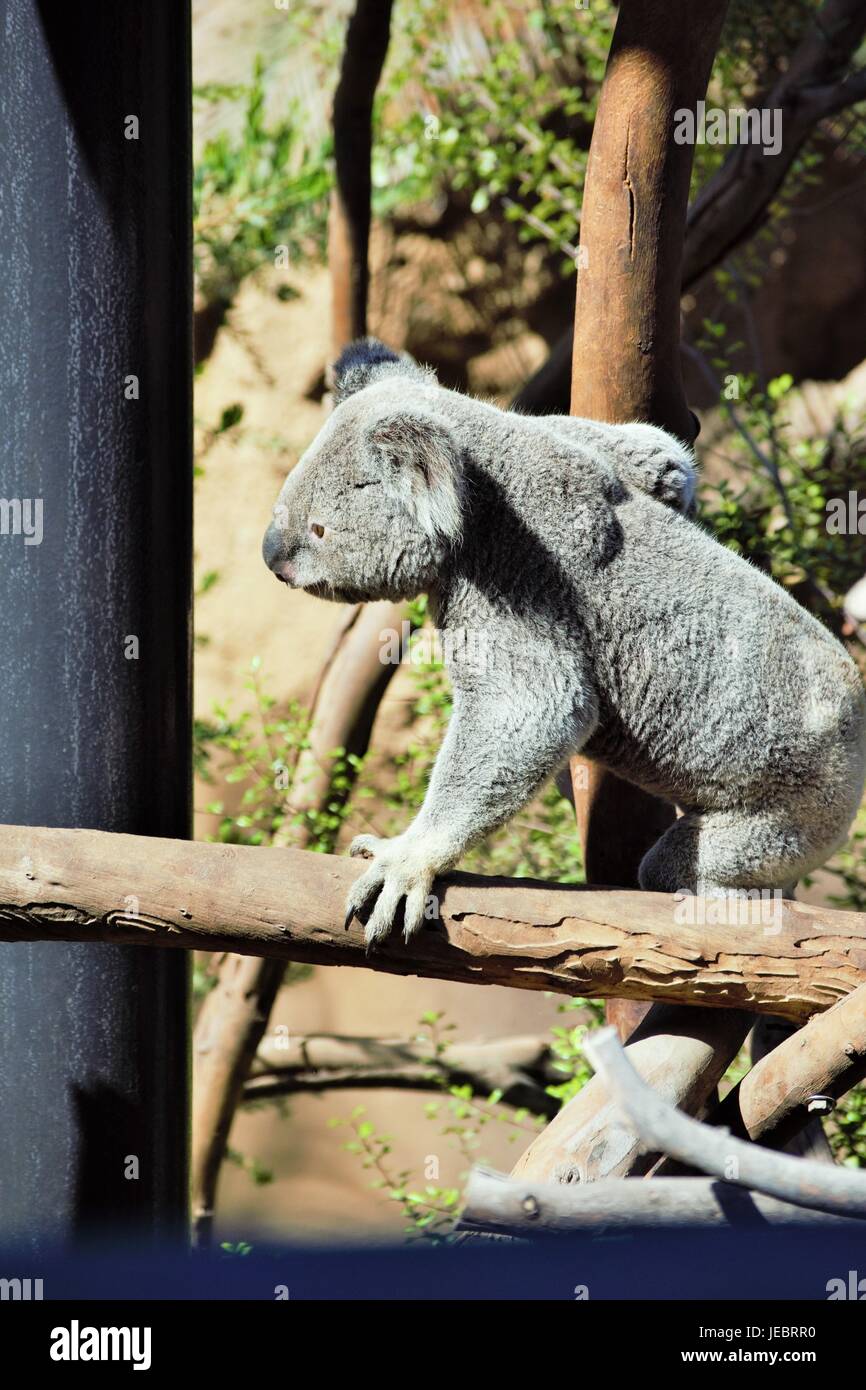 Koala moving about at the San Diego Zoo Stock Photo - Alamy