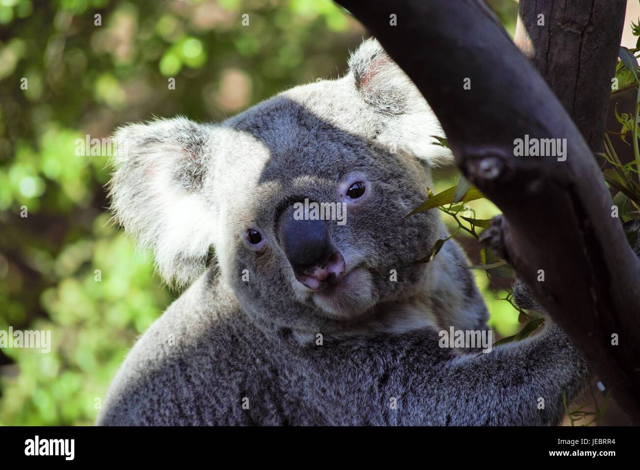 Koala moving about at the San Diego Zoo Stock Photo - Alamy