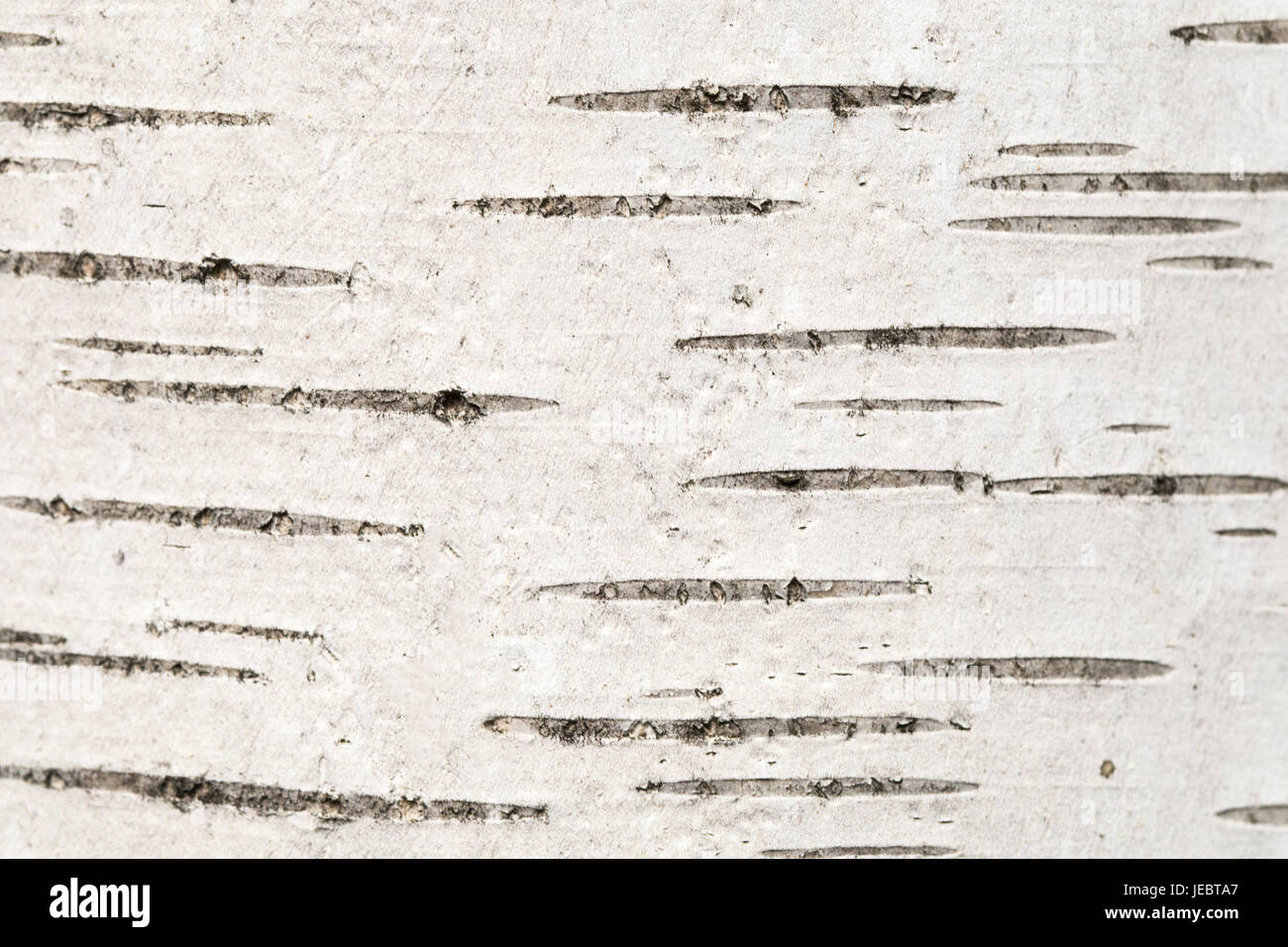 Birch bark natural texture, close-up Stock Photo - Alamy