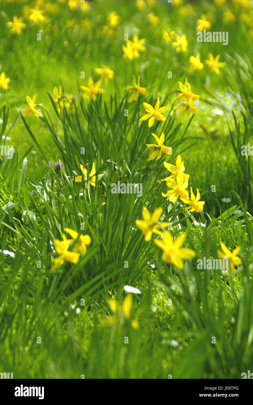 Narcissi hi-res stock photography and images - Alamy