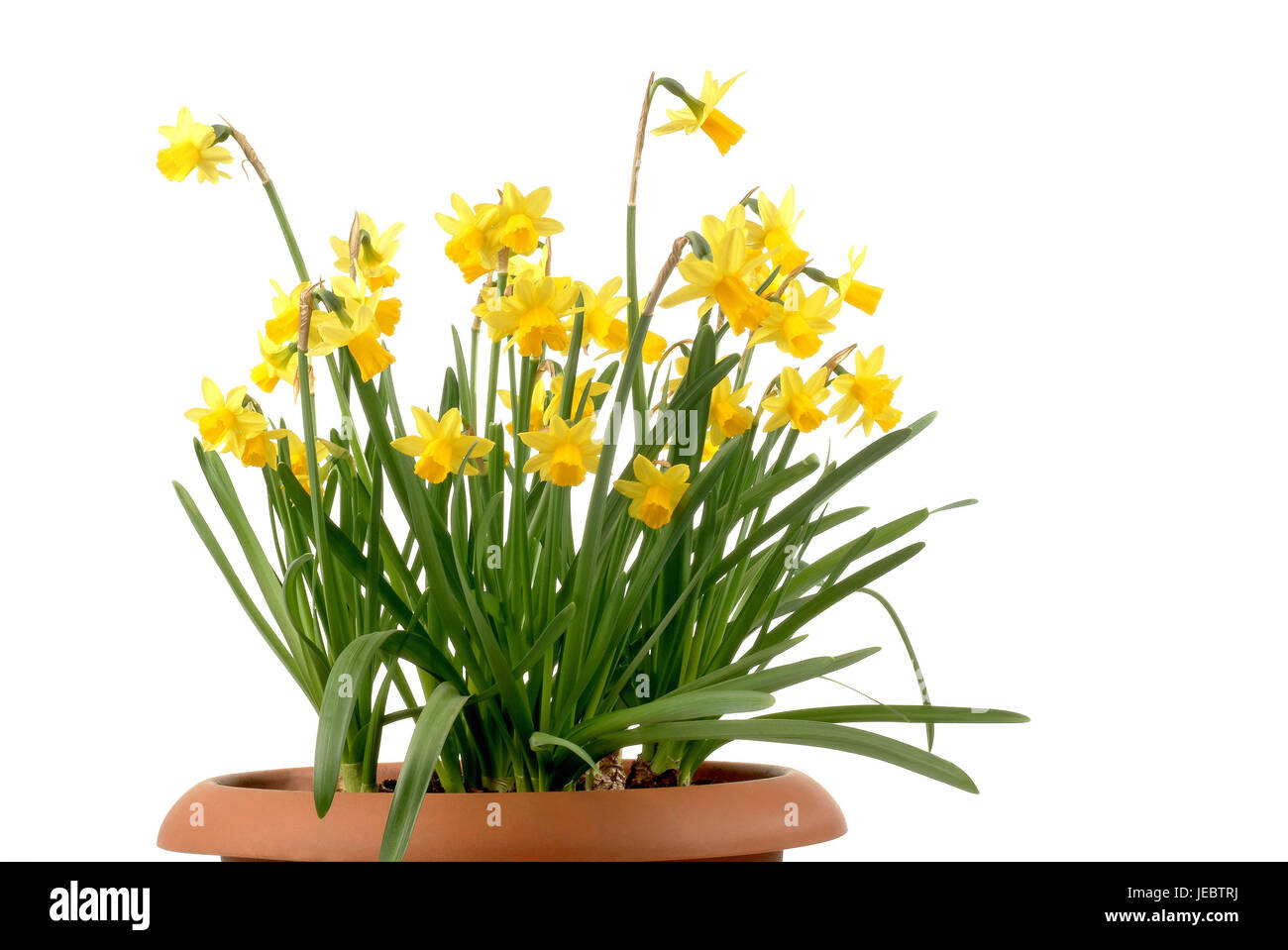 Spring messenger daffodils hi-res stock photography and images - Alamy