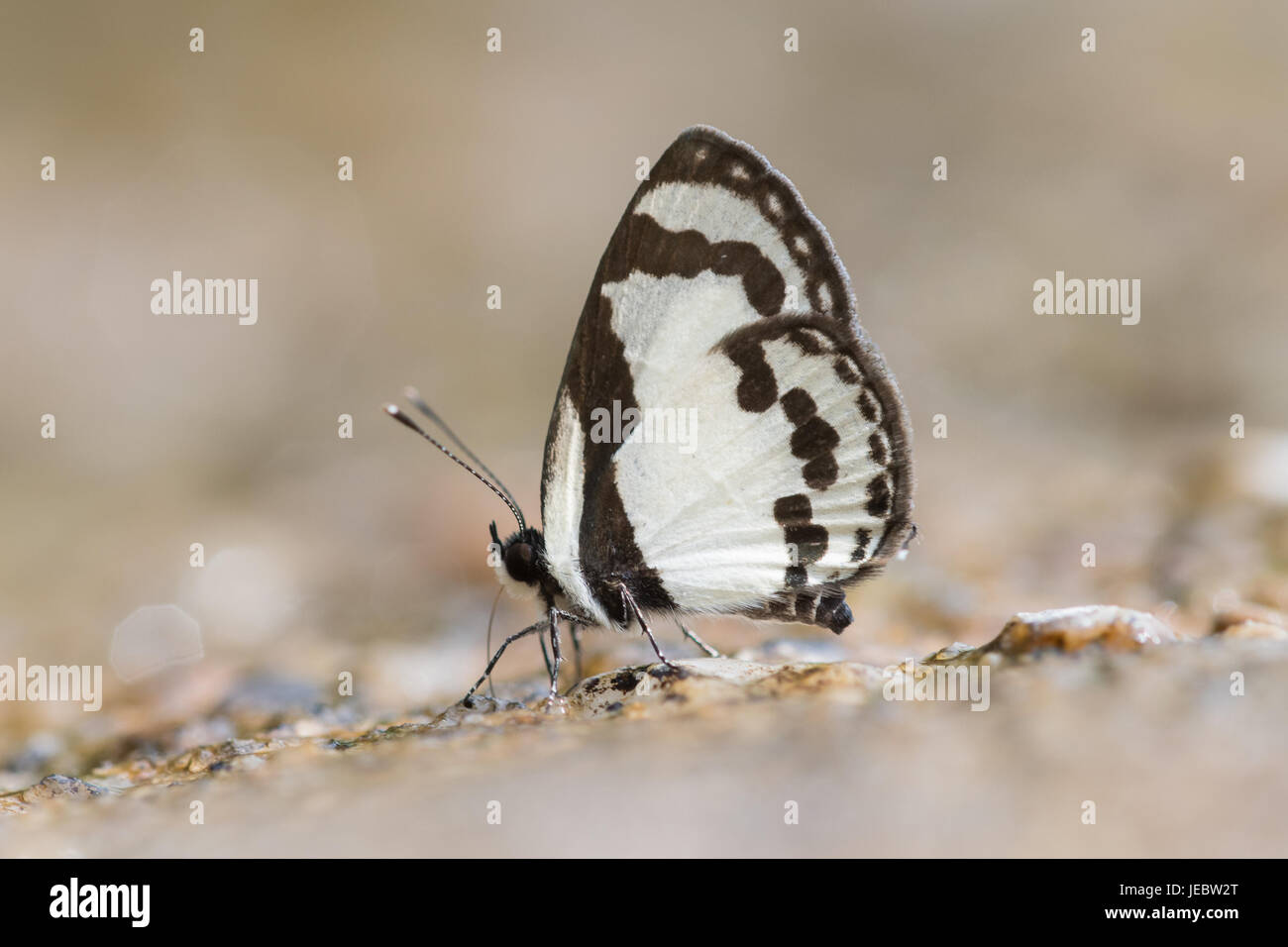 Pothus hi-res stock photography and images - Alamy