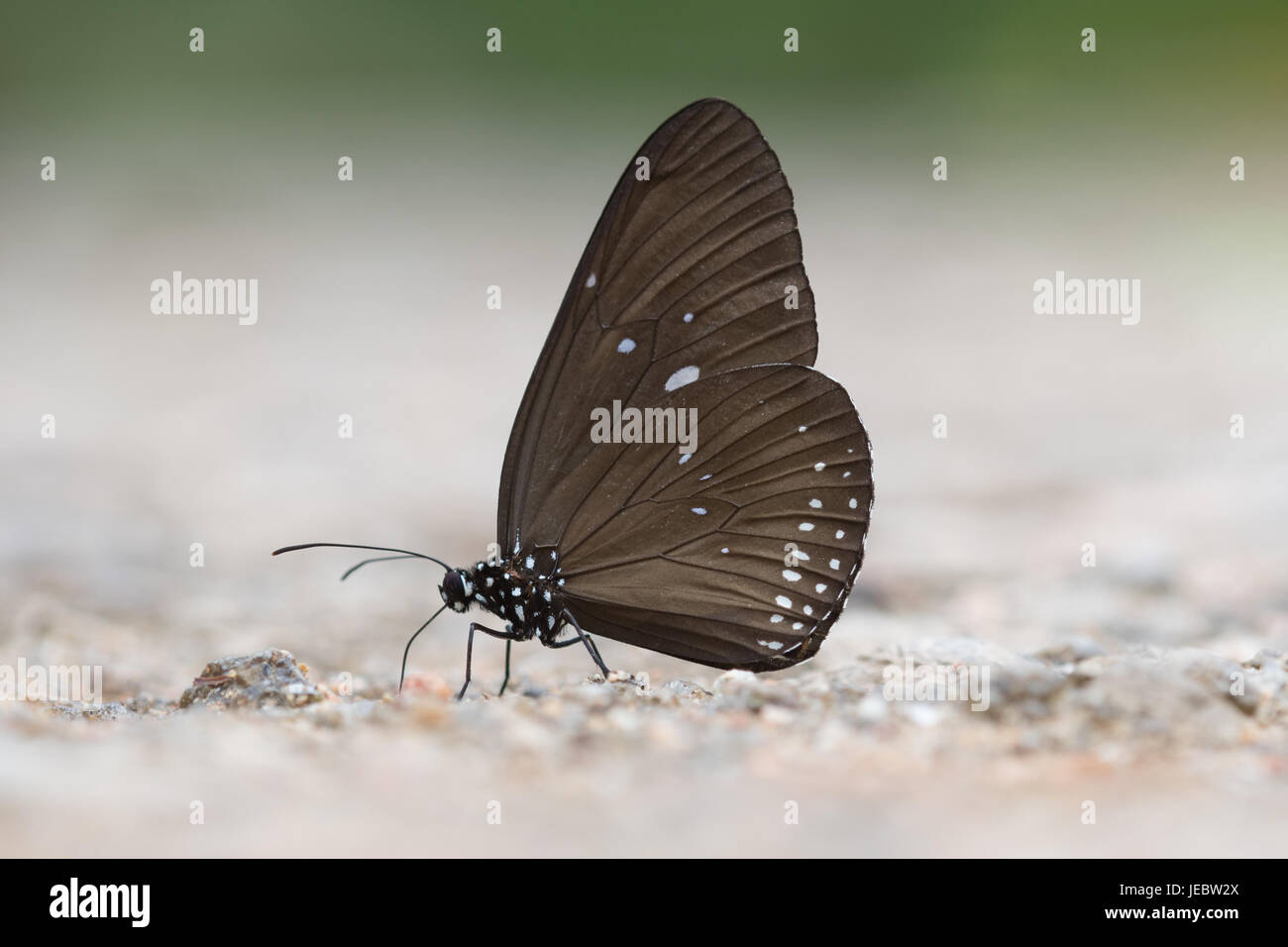 Burmese raven hi-res stock photography and images - Alamy