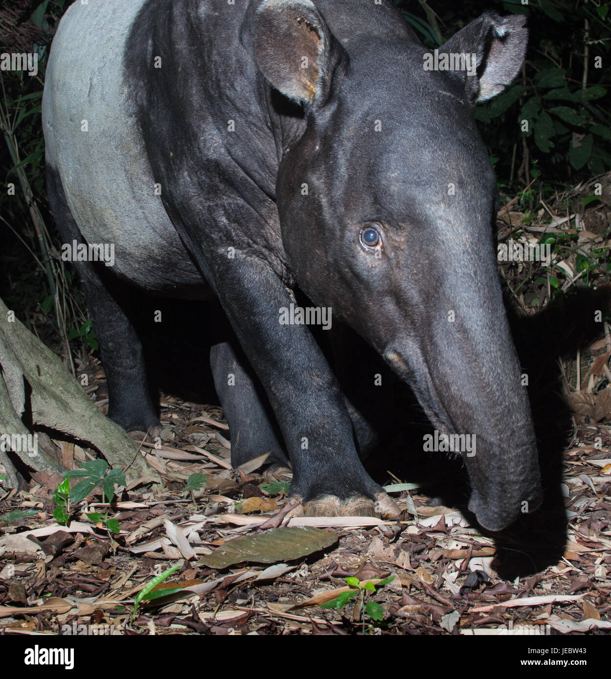 The Malayan tapir (Tapirus indicus), also called the Asian tapir, is ...