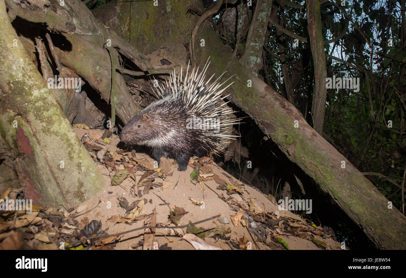 The Malayan porcupine or Himalayan porcupine (Hystrix brachyura) is a ...