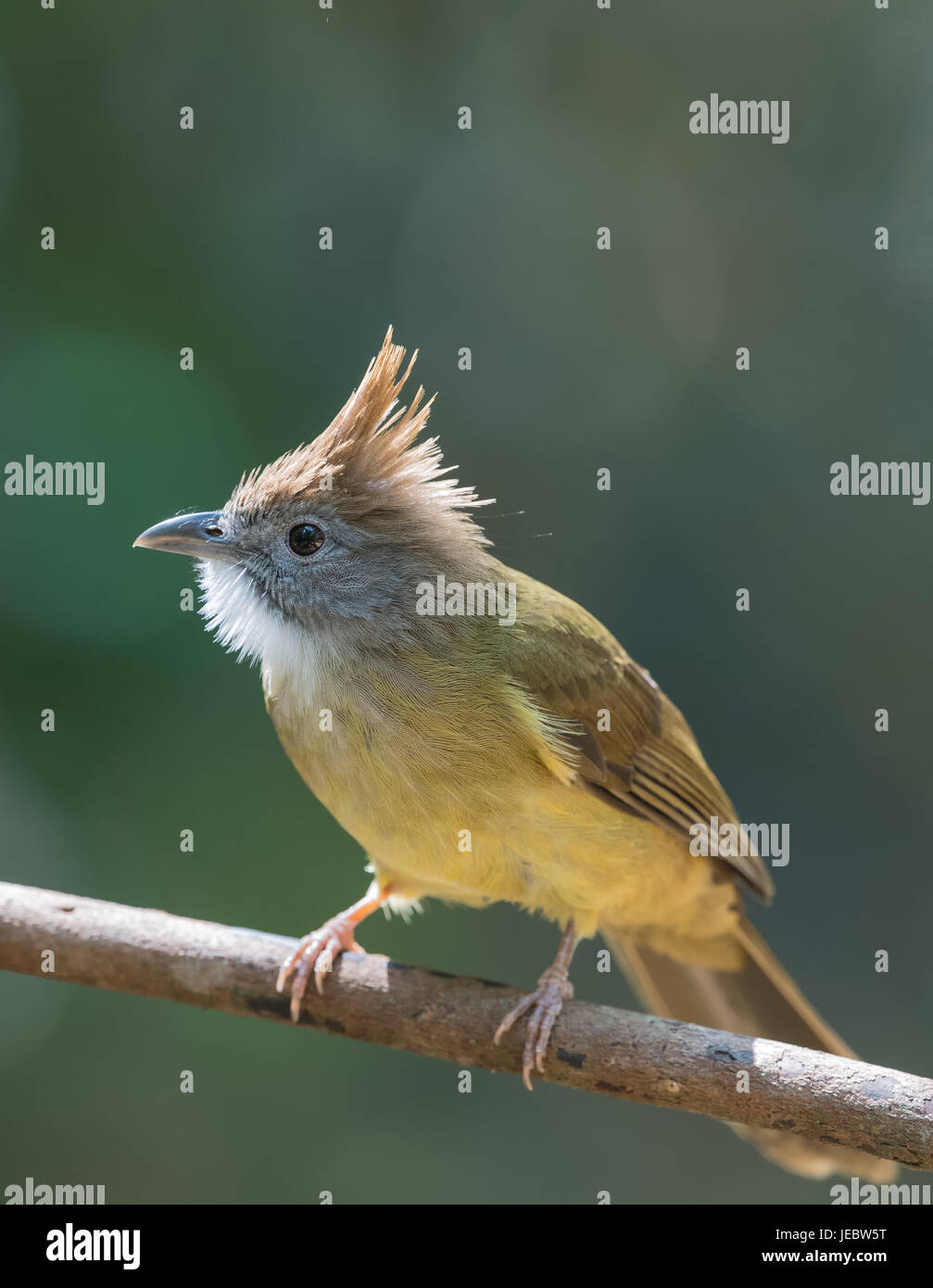 The puff-throated bulbul (Alophoixus pallidus) is a species of songbird ...