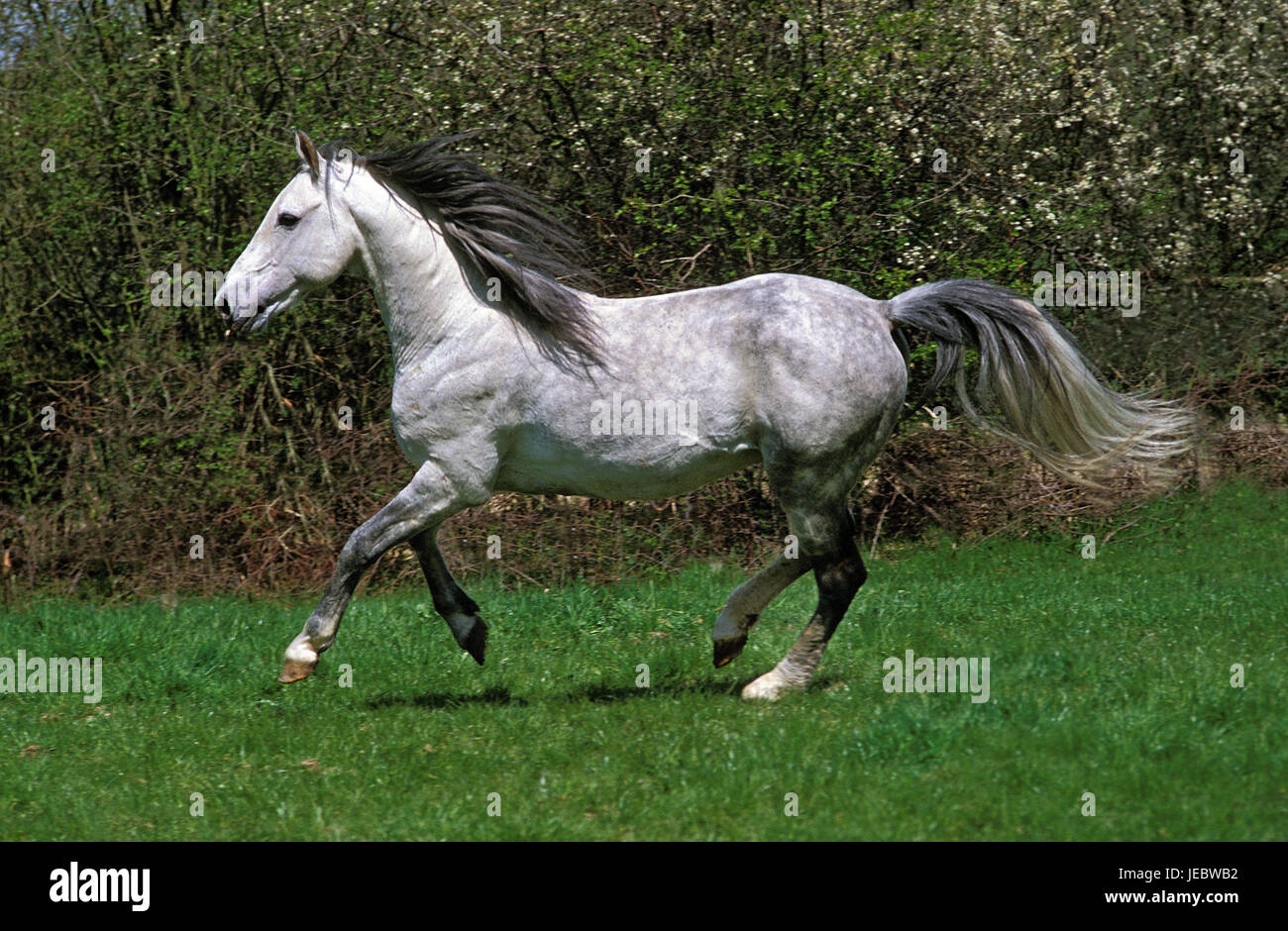 Horse galloping on a pasture hi-res stock photography and images - Alamy